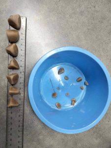 Cystotomy case as Gatton! - Gatton Veterinary Surgery